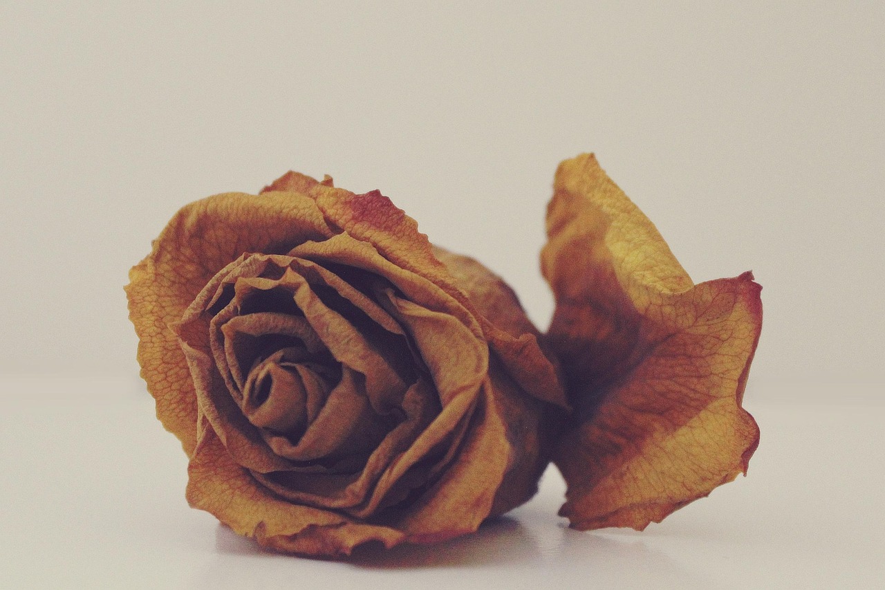 Más de 400 000 imágenes gratis de Flor Marchita y Naturaleza - Pixabay