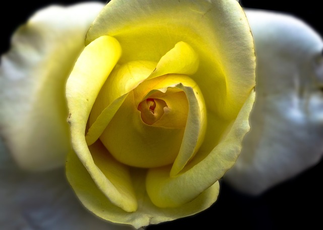 Bunga Mawar Kuning Alam - Foto gratis di Pixabay - Pixabay