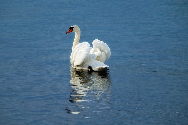 Cisne Pájaro Animal Ave - Foto gratis en Pixabay - Pixabay