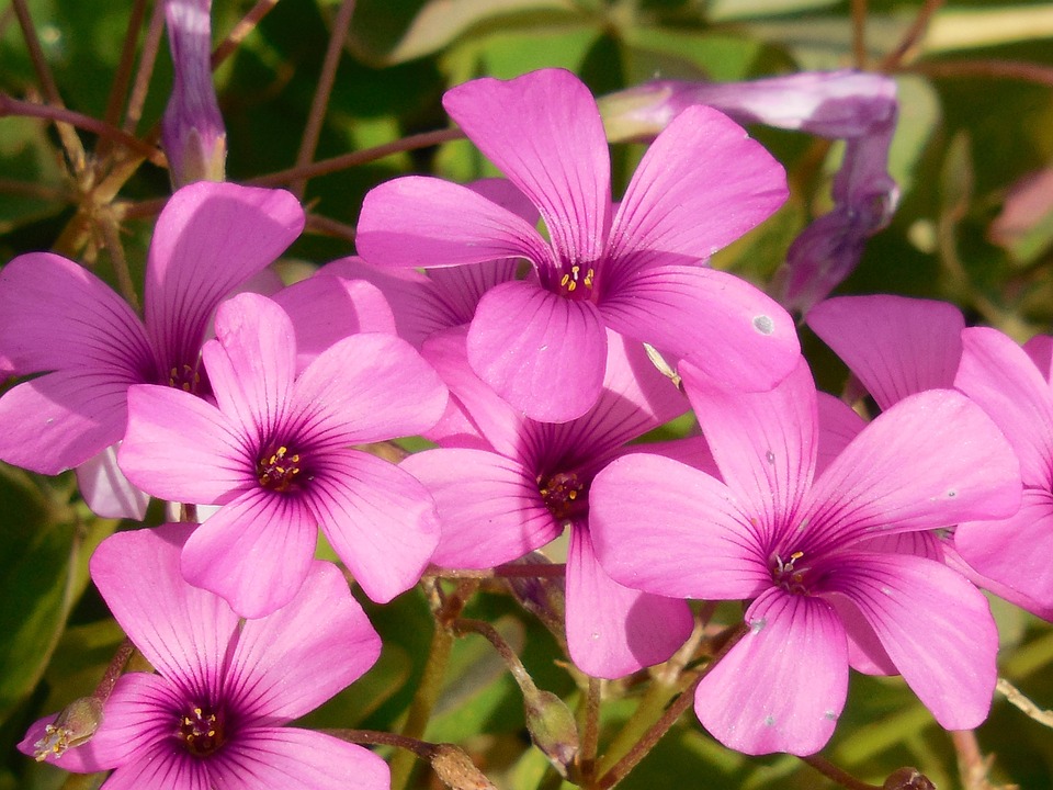 Oxalis Shamrock Plant - Free photo on Pixabay - Pixabay