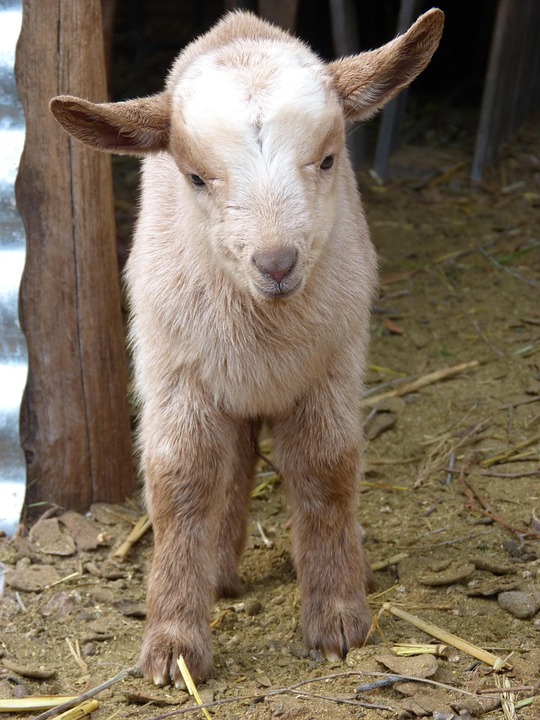 Cabrito Cabra Cría Recién - Foto gratis en Pixabay - Pixabay