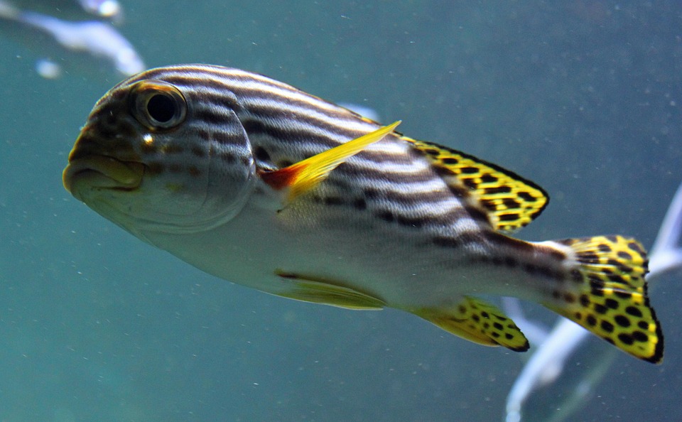 Pez Multicolor Acuario - Foto gratis en Pixabay - Pixabay
