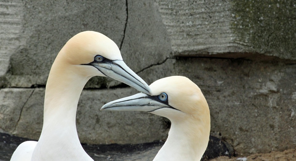 Northern Gannet Beaks Beak Close - Free photo on Pixabay - Pixabay