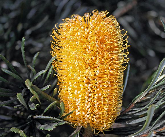 80+ Free Banksia & Flower Photos - Pixabay