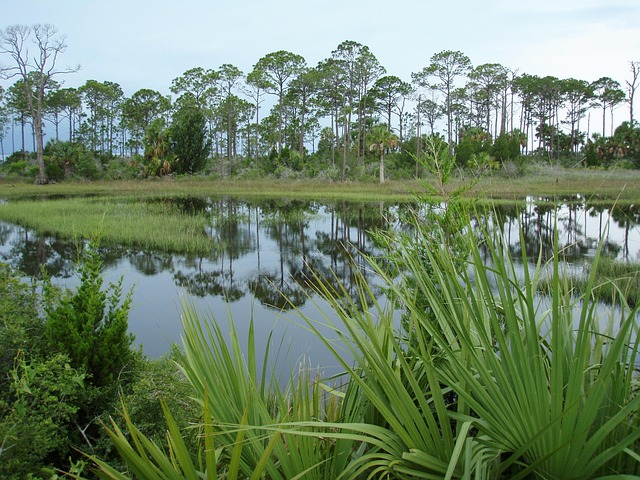 Florida Nature Swamp - Free photo on Pixabay - Pixabay