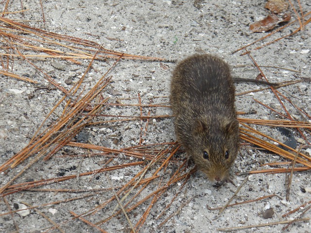 Rata Ratón Animal - Foto gratis en Pixabay