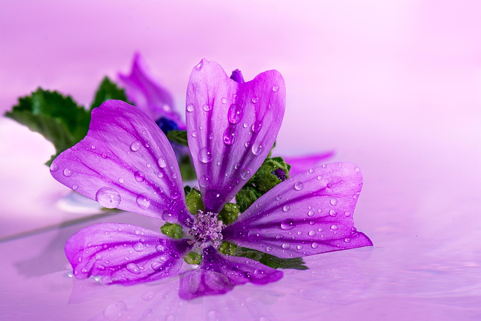 Gratis Foto Blommor Vilda Blomma Natur Gratis Bild P Pixabay Gratis Foto Blommor Vilda Blomma Natur Gratis Bild P Pixabay