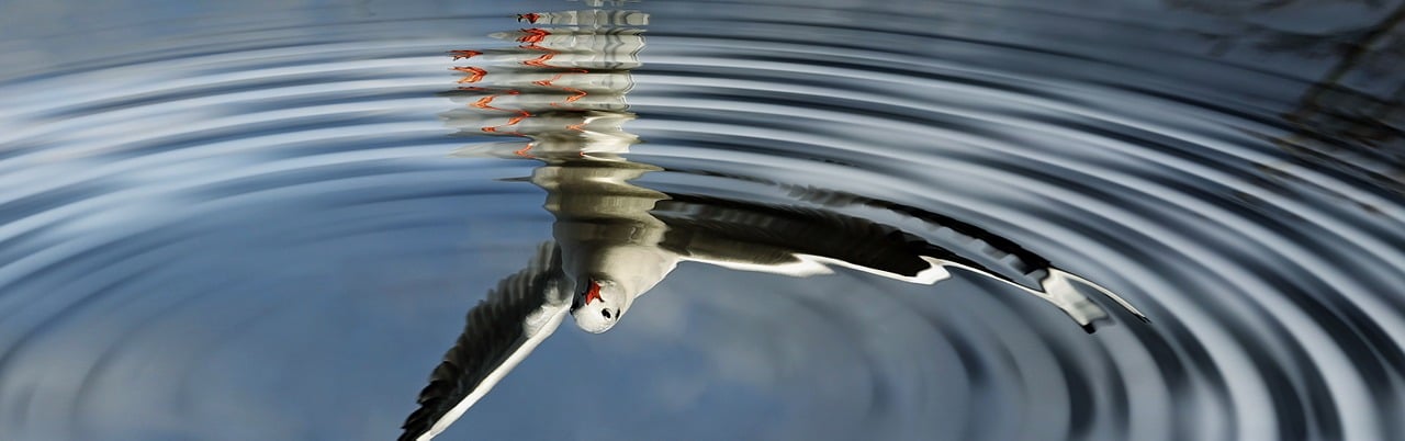 Download Birds, Water, Reflection. Royalty-Free Stock Illustration ...
