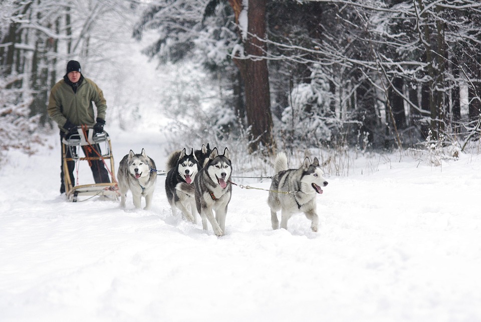 Husky Sled Dogs - Free photo on Pixabay