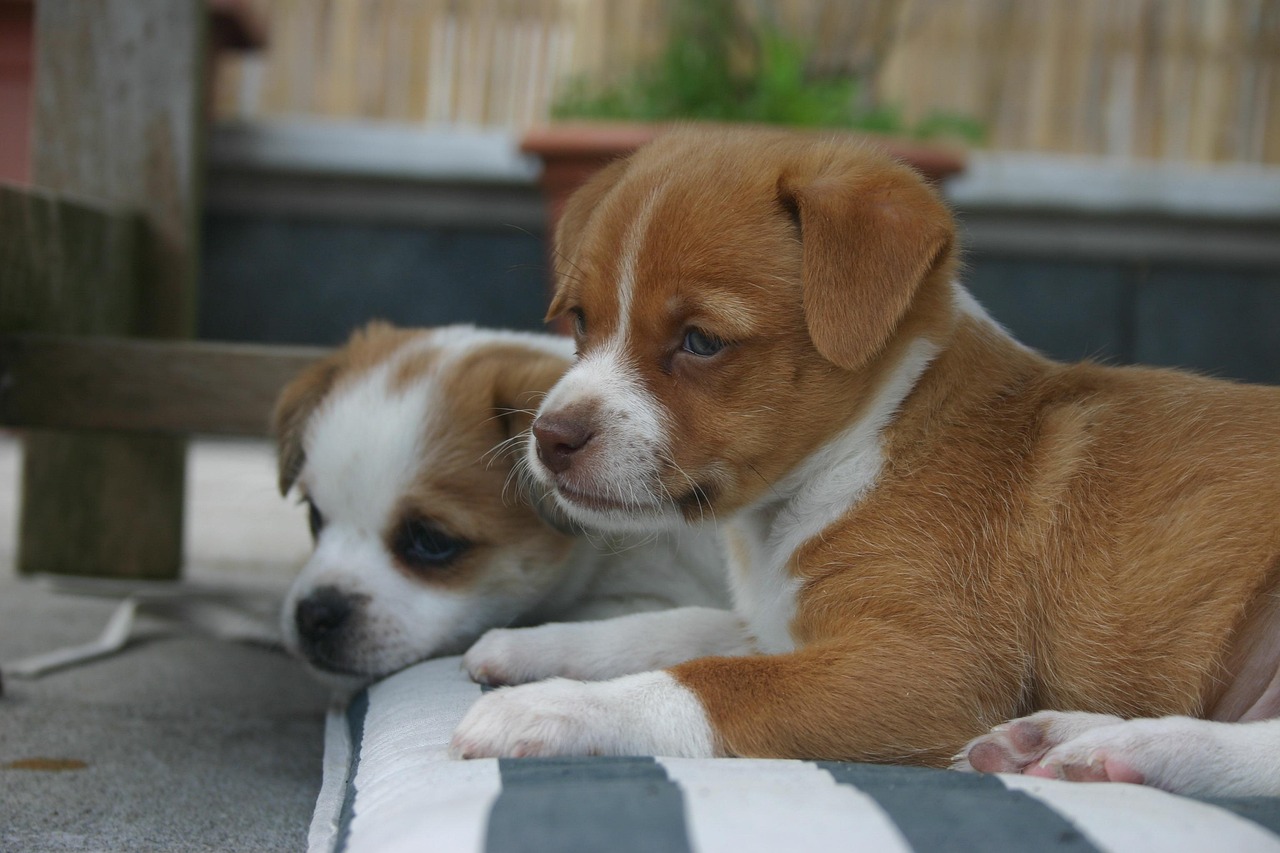 Cachorros Perro Animal Domestico - Foto gratis en Pixabay - Pixabay