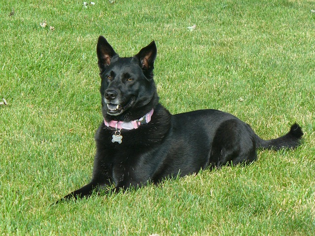 Perro Negro Lengua Negra - Foto gratis en Pixabay - Pixabay