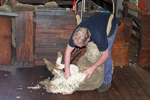 Sheep Shear Wool - Free photo on Pixabay - Pixabay