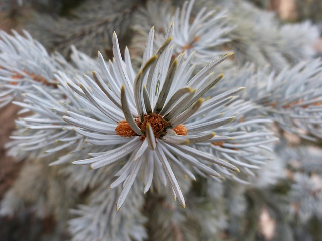 Fir Sheets Needles Blue - Free photo on Pixabay