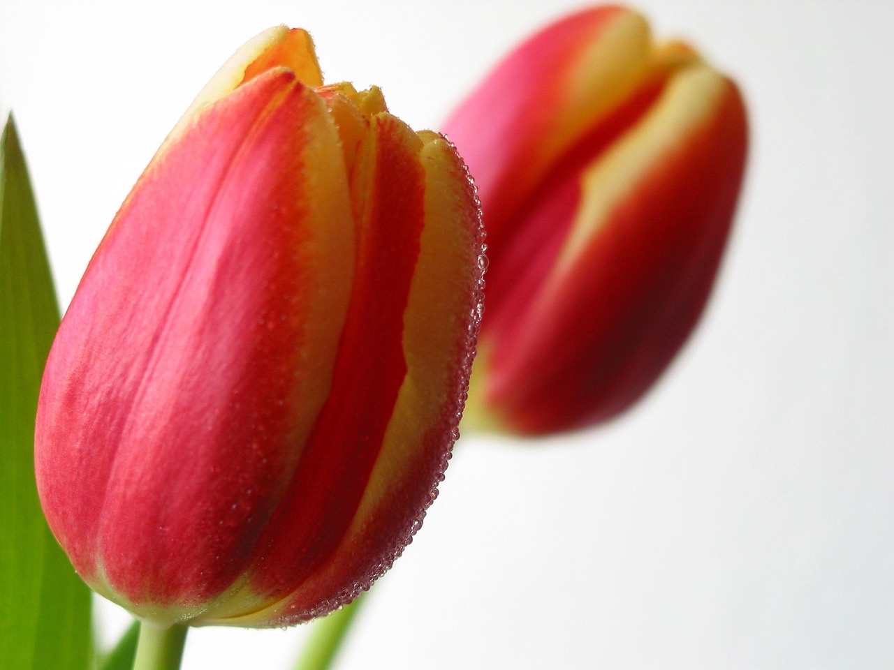 Tulip Bunga Musim - Foto gratis di Pixabay - Pixabay