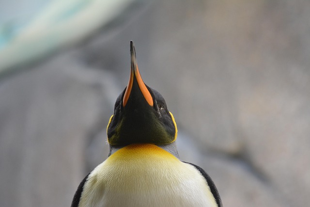 Penguin Bird Beak - Free photo on Pixabay