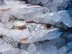 4 Hake Synonyms. Similar words for Hake.