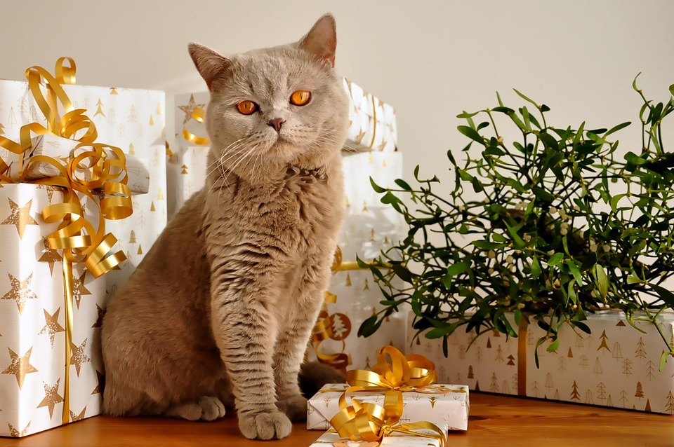 British Shorthair Gato Mascota - Foto gratis en Pixabay - Pixabay