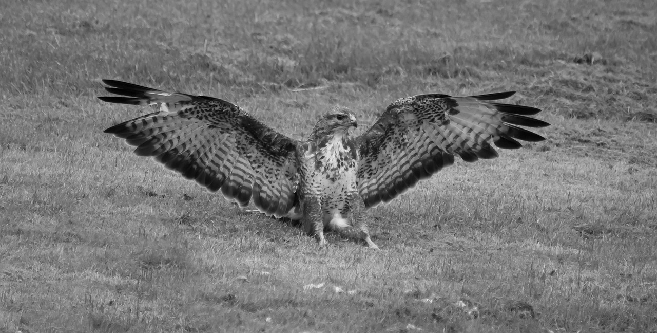 Buzzard Bird Raptor - Free photo on Pixabay - Pixabay