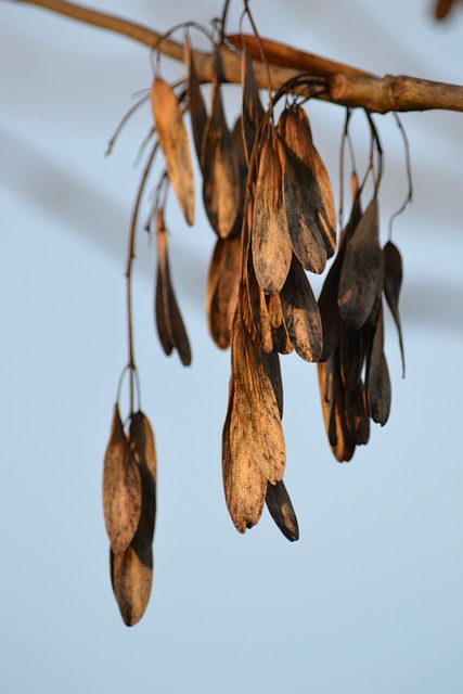 Ash Seeds Dry - Free photo on Pixabay