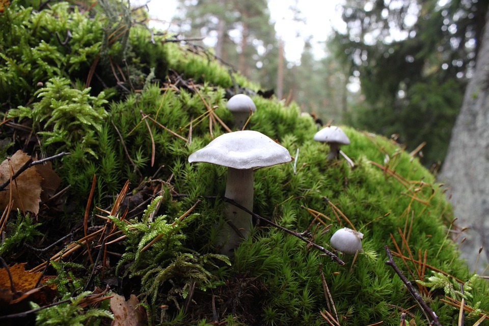 Pilz Trichterformig Weiss