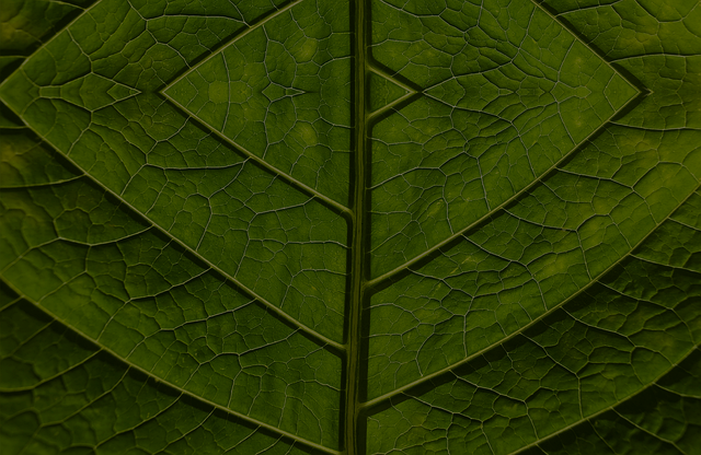 Follaje Verde - Foto gratis en Pixabay - Pixabay