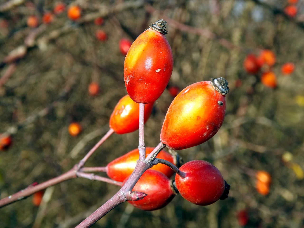 Rosa Mosqueta Frutas - Foto gratis en Pixabay - Pixabay