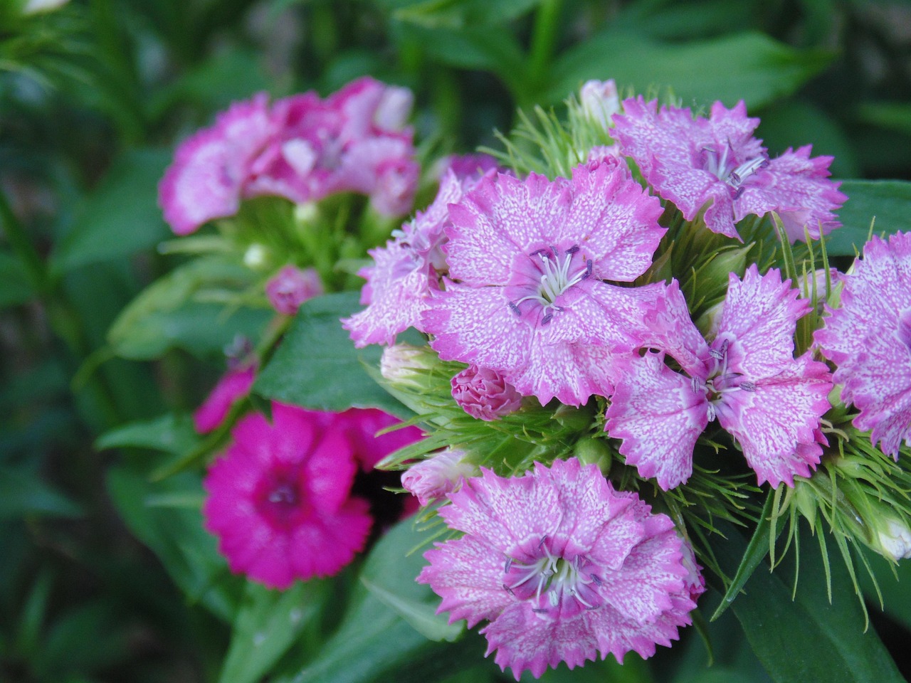Flora Rosado Sale De - Foto gratis en Pixabay - Pixabay