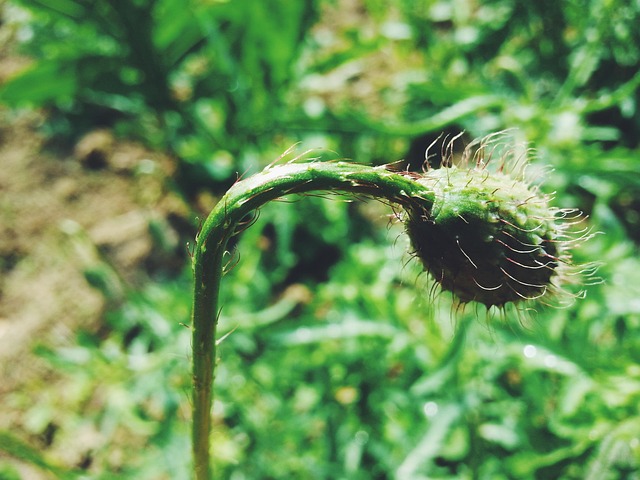 Weed Plantation Garden - Free photo on Pixabay - Pixabay
