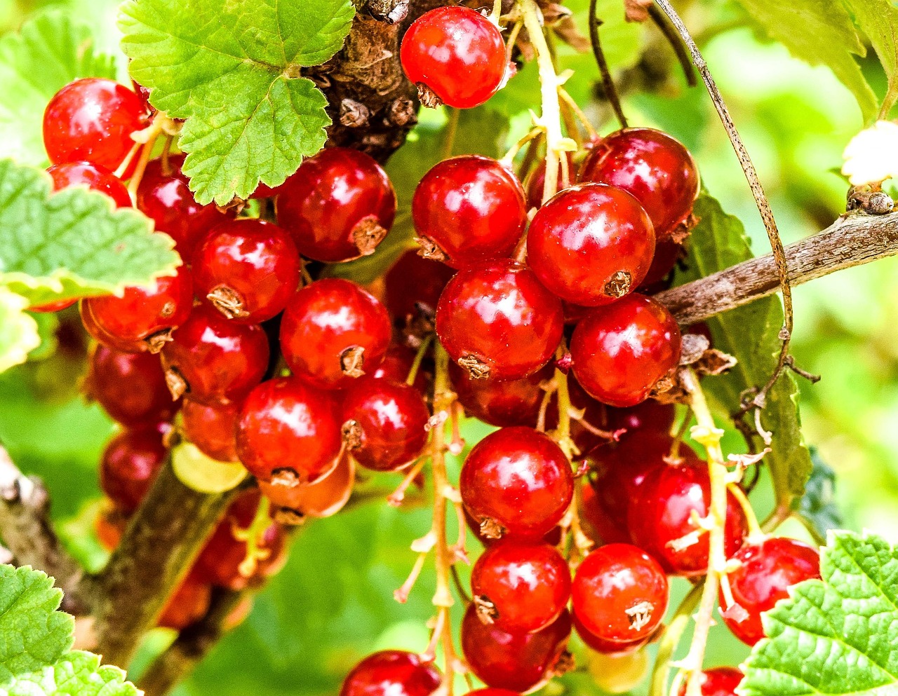 Baga Groselhas Vermelho - Foto gratuita no Pixabay - Pixabay
