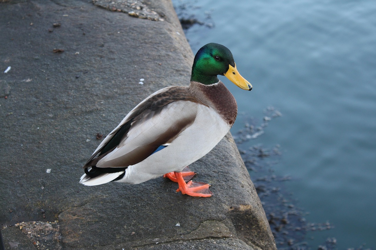 Pato Selvagem Ave Aquática - Foto gratuita no Pixabay - Pixabay