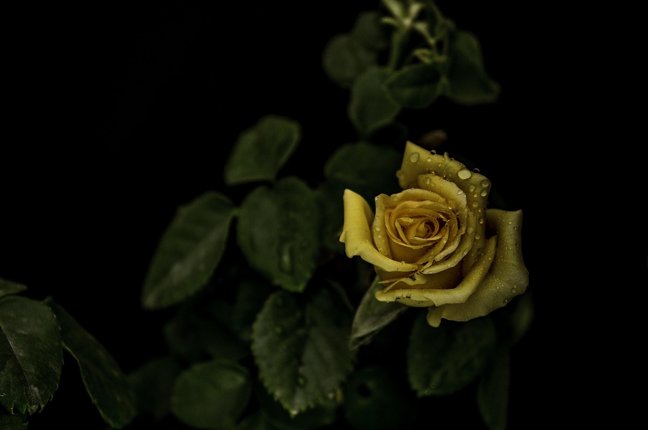 Mawar Kuning Lembaran - Foto gratis di Pixabay - Pixabay