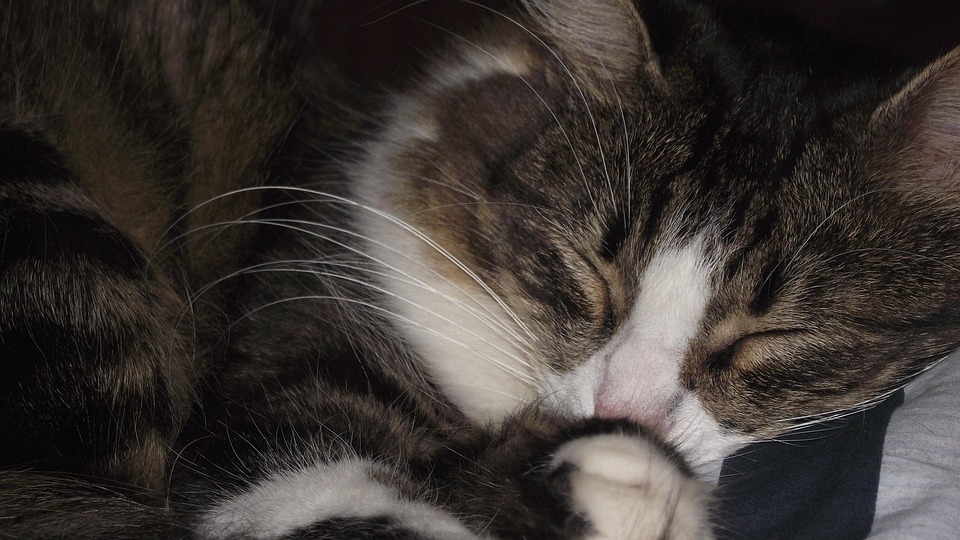 Gata Animal Doméstico Gatito - Foto gratis en Pixabay - Pixabay