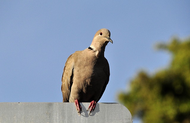 Colombe Oiseau Animaux Des - Photo gratuite sur Pixabay - Pixabay