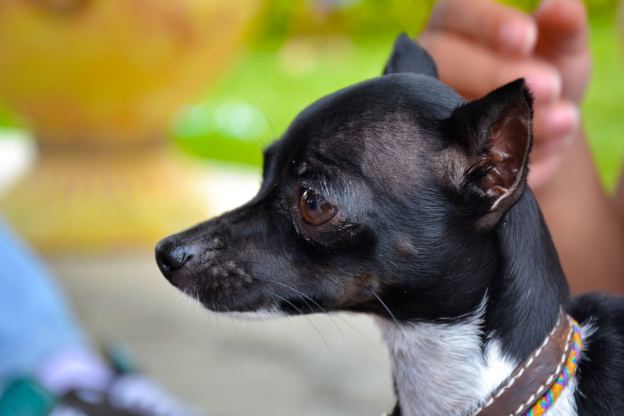 Perro Pincher Miniatura Animal - Foto gratis en Pixabay - Pixabay