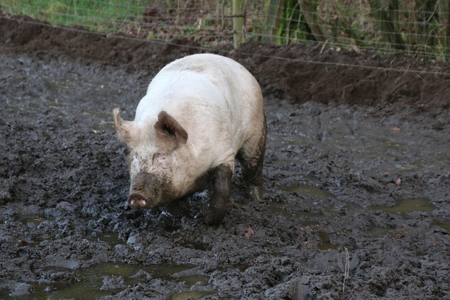 Happy Pig In Mud