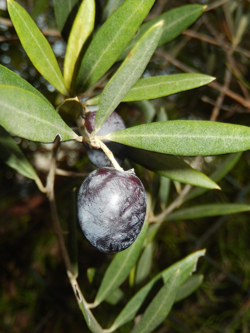 Black Olive Olivier Midday - Free photo on Pixabay