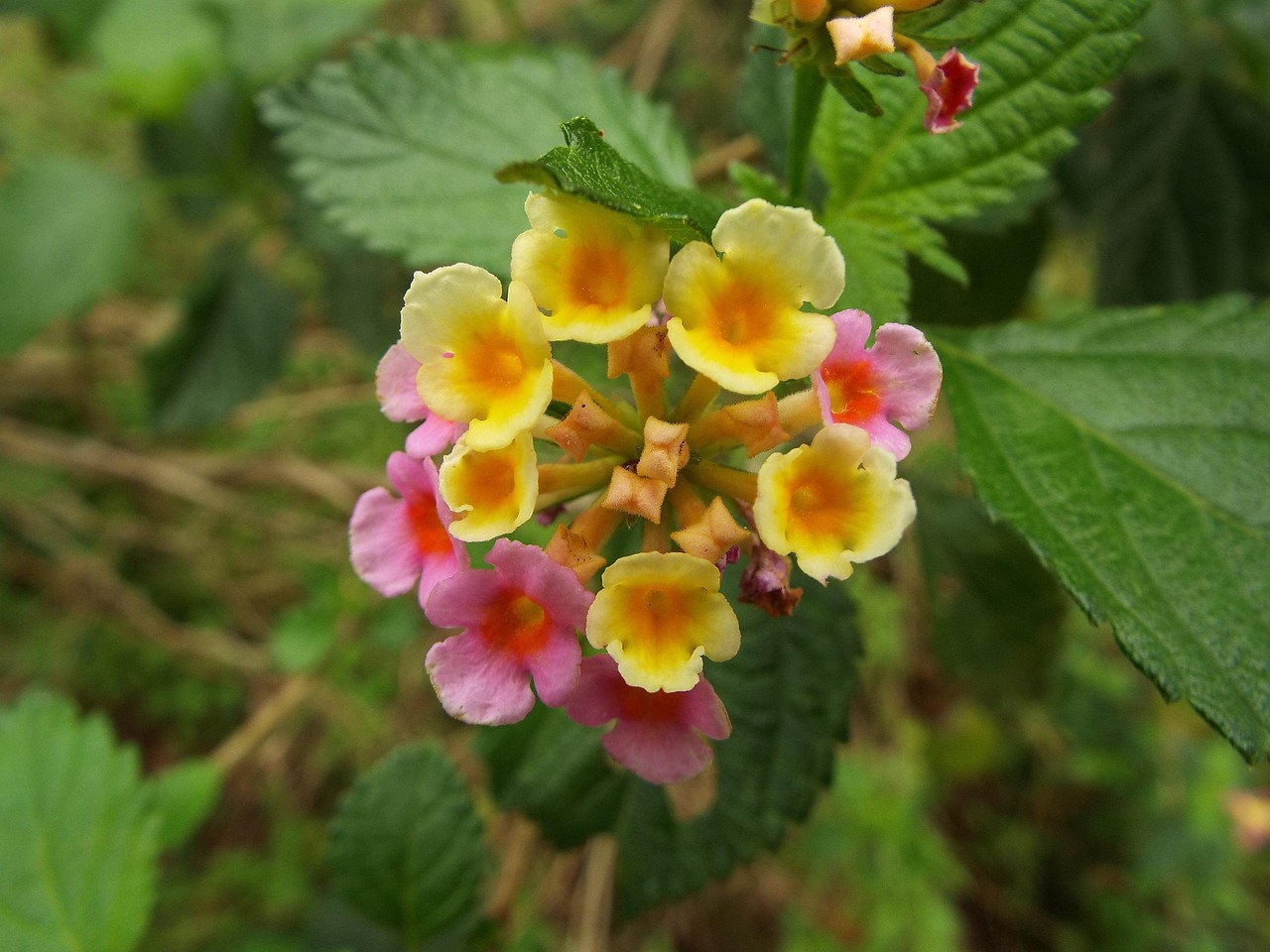 Lantana Camara Flower Bloom - Free photo on Pixabay - Pixabay