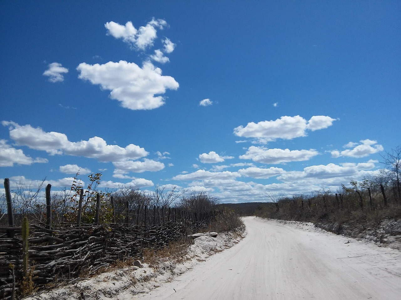 Mais de 20 imagens grátis de Caatinga e Sertão - Pixabay