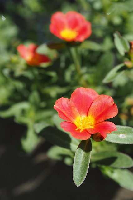 Bunga Merah Alam Kelopak - Foto gratis di Pixabay - Pixabay