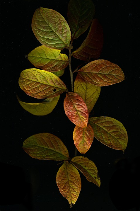 Autumn Leaves Foliage Black - Free photo on Pixabay