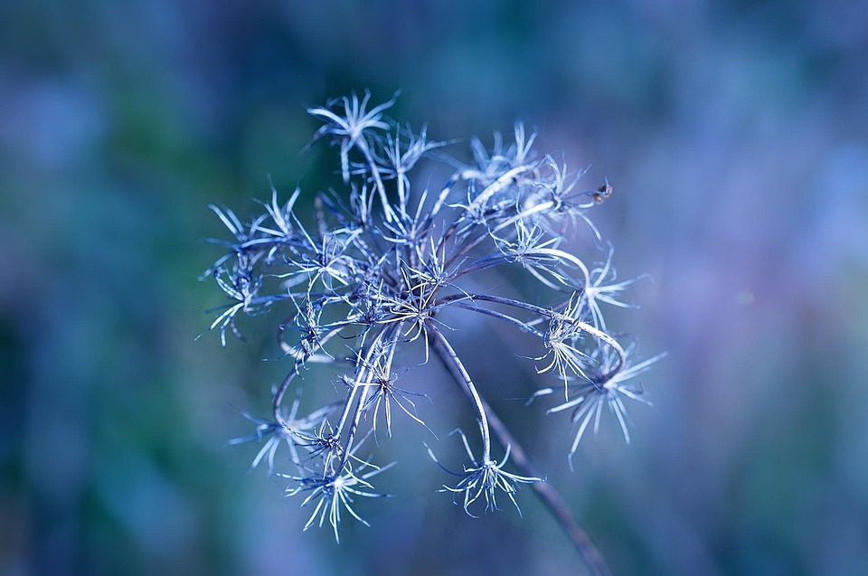 Plant Faded Dried Up - Free photo on Pixabay - Pixabay