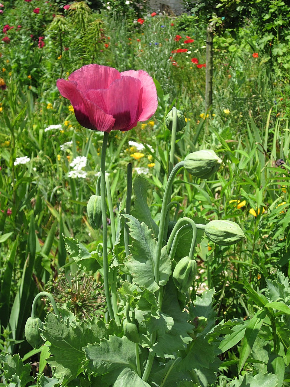 Tulipe Fleur Mauve Le - Photo gratuite sur Pixabay - Pixabay