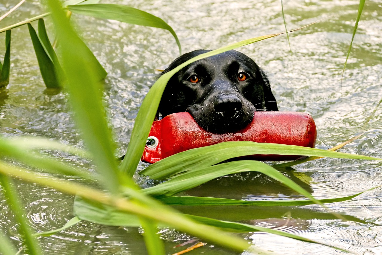 Labrador Retrieve Water Dummy - Free photo on Pixabay - Pixabay