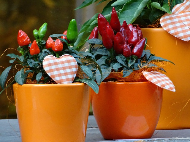 Chilli In A Flower Pot Decoration - Free photo on Pixabay