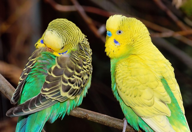 Birds Budgies Together - Free photo on Pixabay