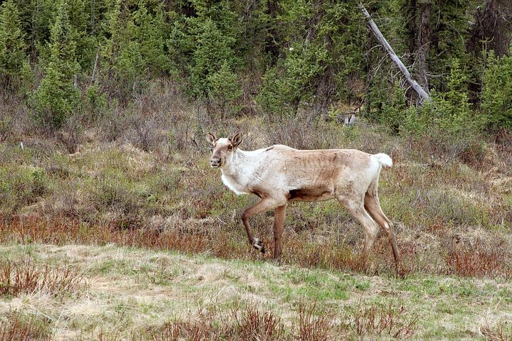 90+ Free Caribou & Reindeer Images - Pixabay