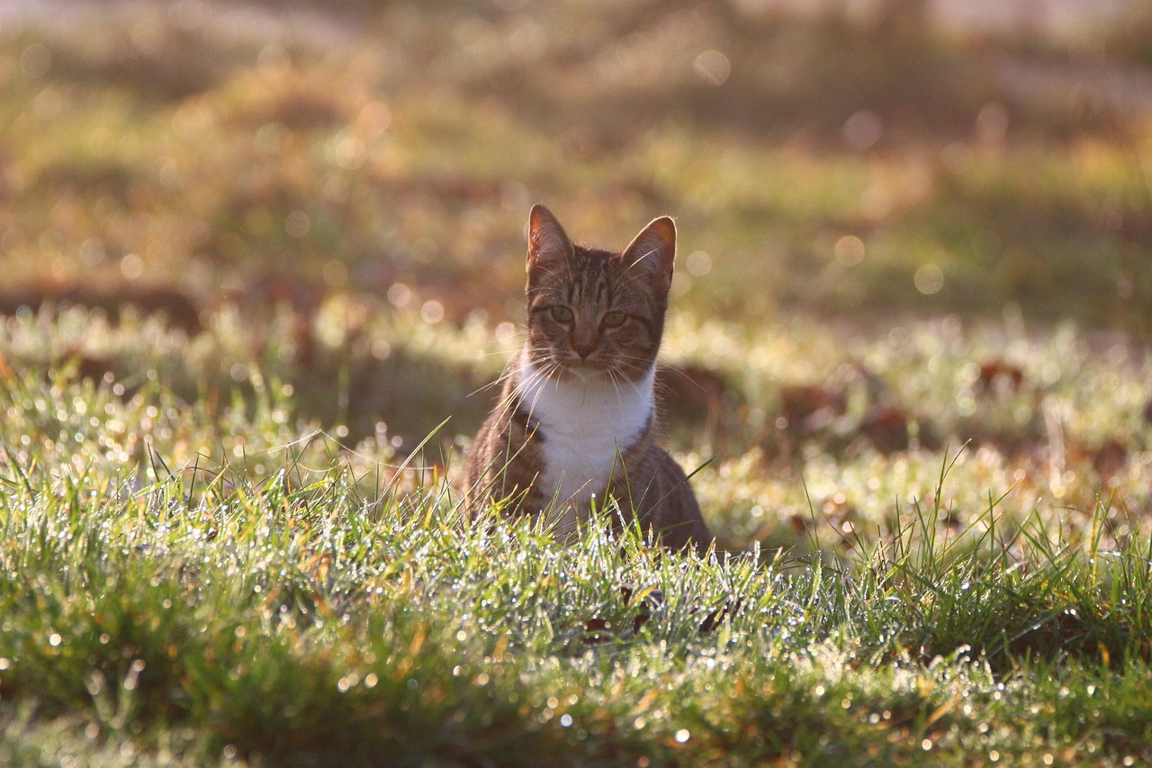 80+ Free Morning Cat & Cat Images - Pixabay