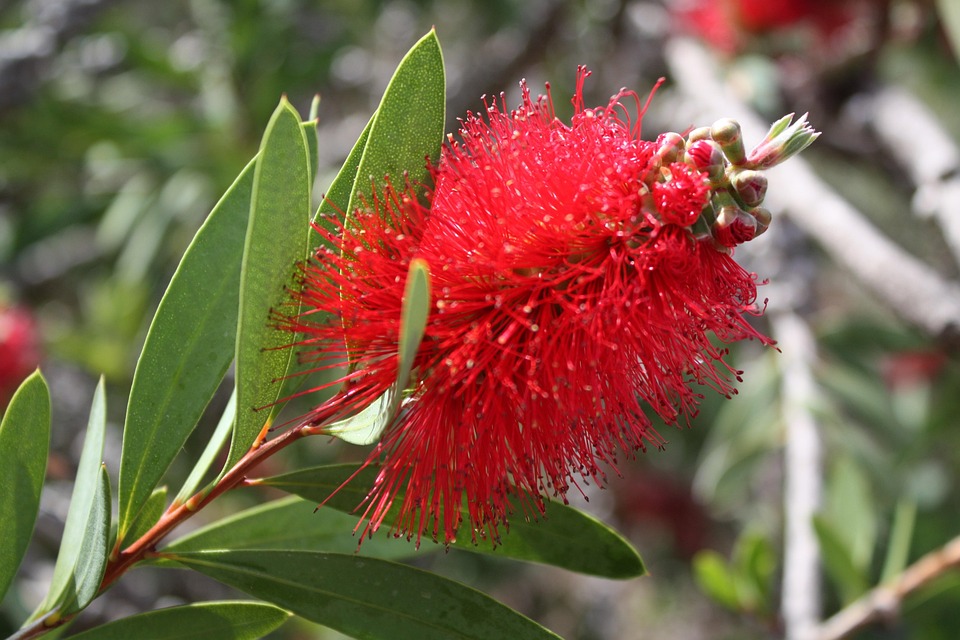 Canary Islands Brush Flower Jardin - Free photo on Pixabay - Pixabay
