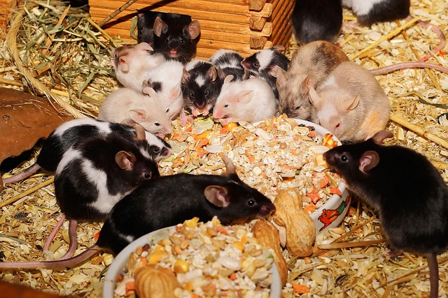 Ratos De Cor Bonitinho - Foto gratuita no Pixabay - Pixabay