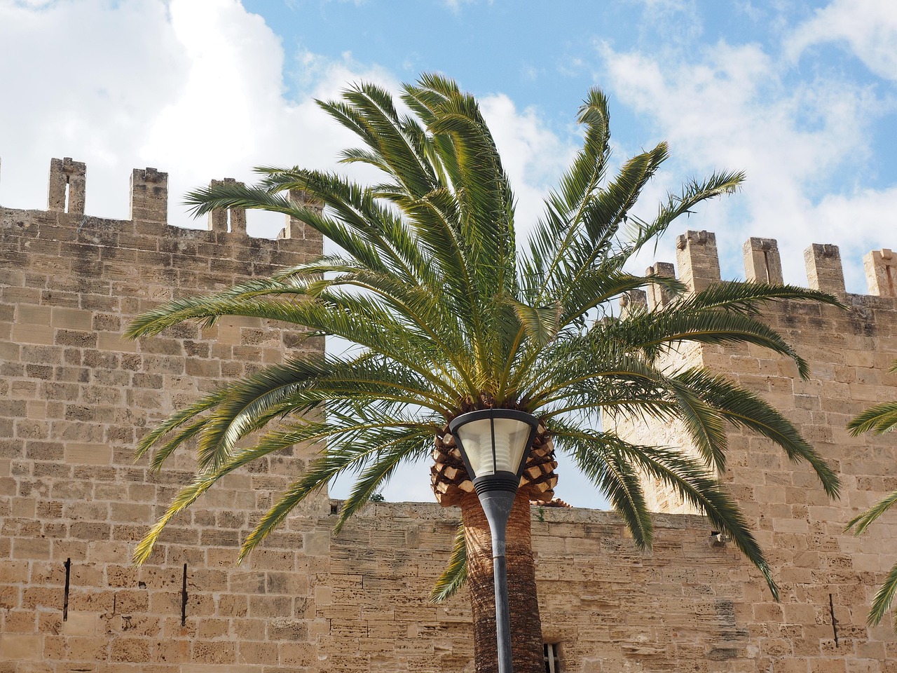 Palm Tree Fronds City Gate - Free photo on Pixabay - Pixabay
